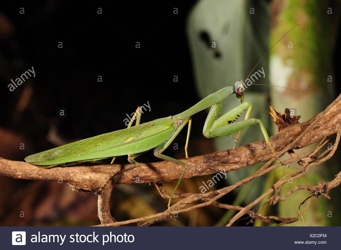 Giant Rainforest Mantis Stock Photos & Giant Rainforest Mantis Stock ...
