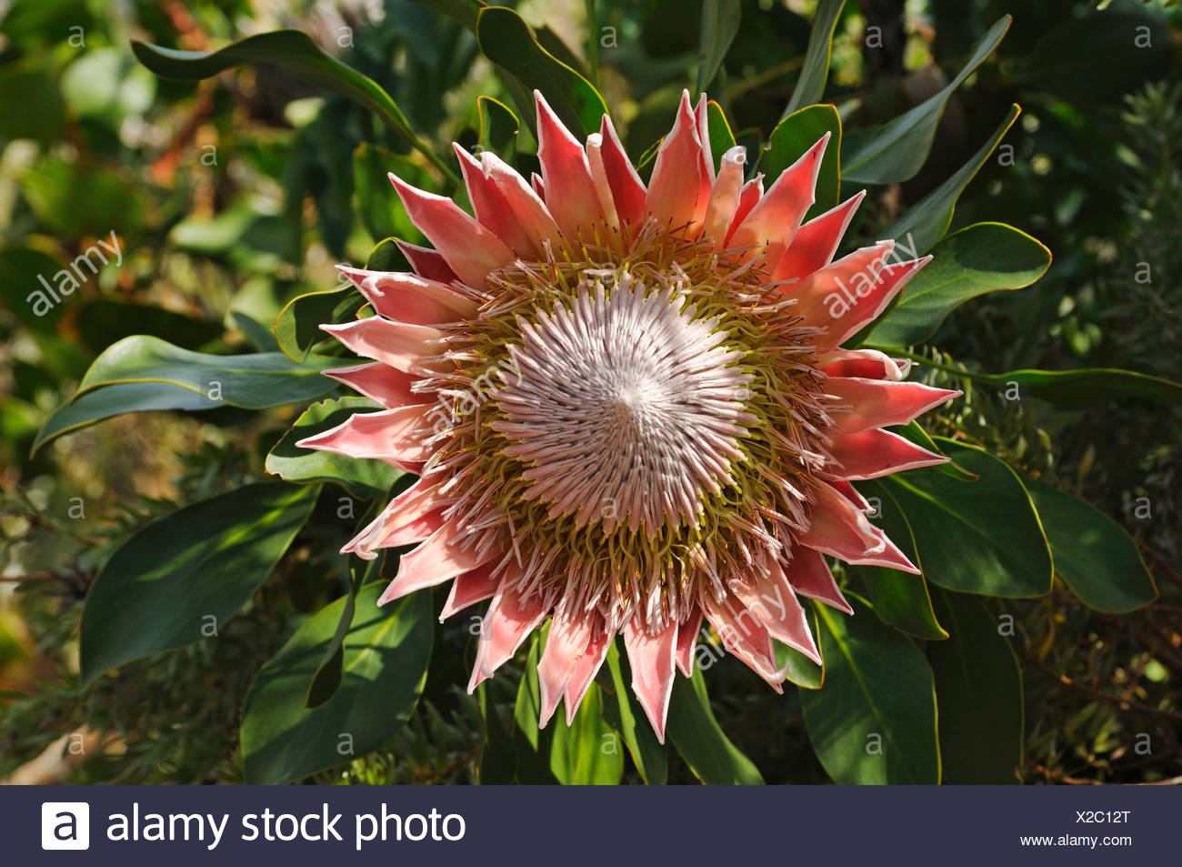 National Flower King Protea High Resolution Stock Photography and ...