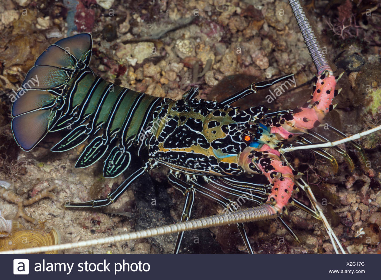 Painted Spiny Lobster High Resolution Stock Photography and Images - Alamy