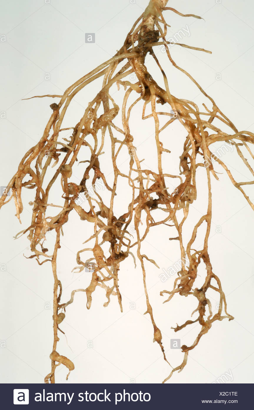 Root Knot Nematode High Resolution Stock Photography and Images - Alamy