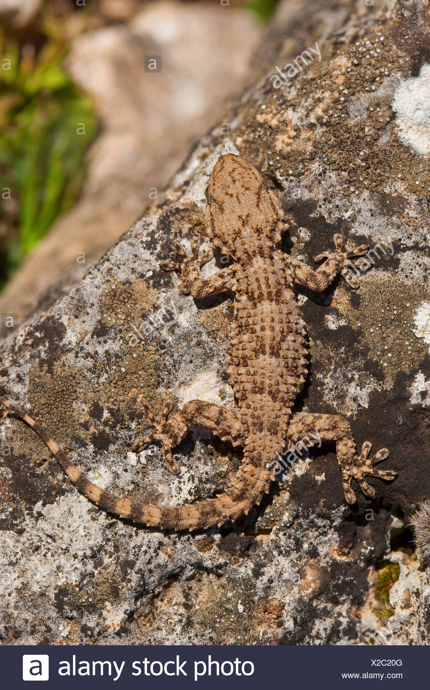 Common Wall Gecko High Resolution Stock Photography and Images - Alamy