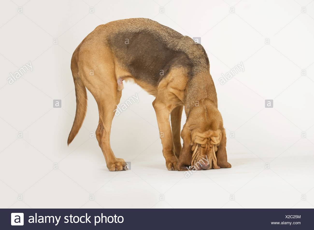 Bloodhound Sniffing High Resolution Stock Photography and Images - Alamy