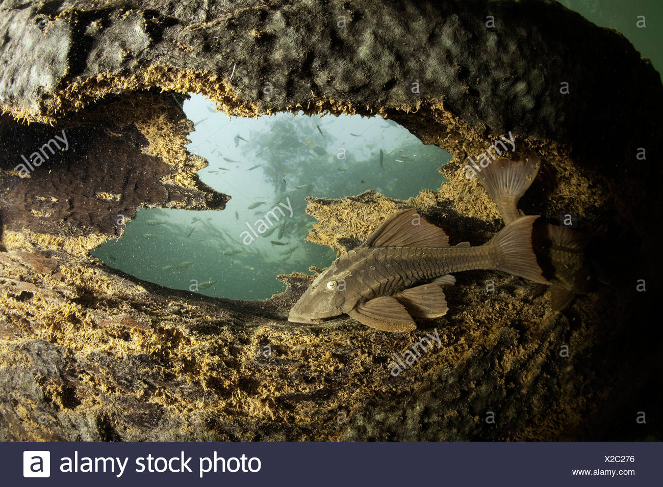 Armored Catfishes High Resolution Stock Photography and Images - Alamy