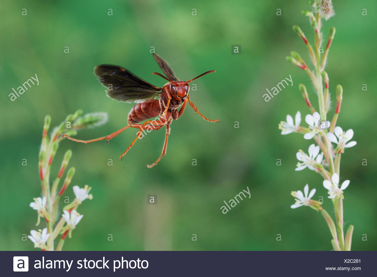 Red Paper Wasps High Resolution Stock Photography and Images - Alamy