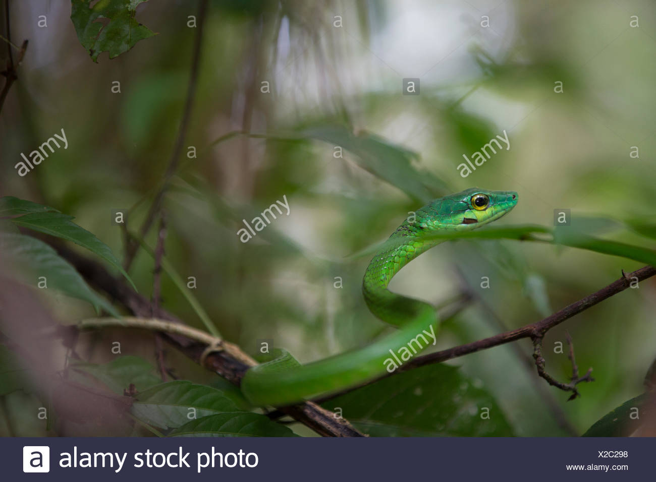 Panama Snake High Resolution Stock Photography and Images - Alamy