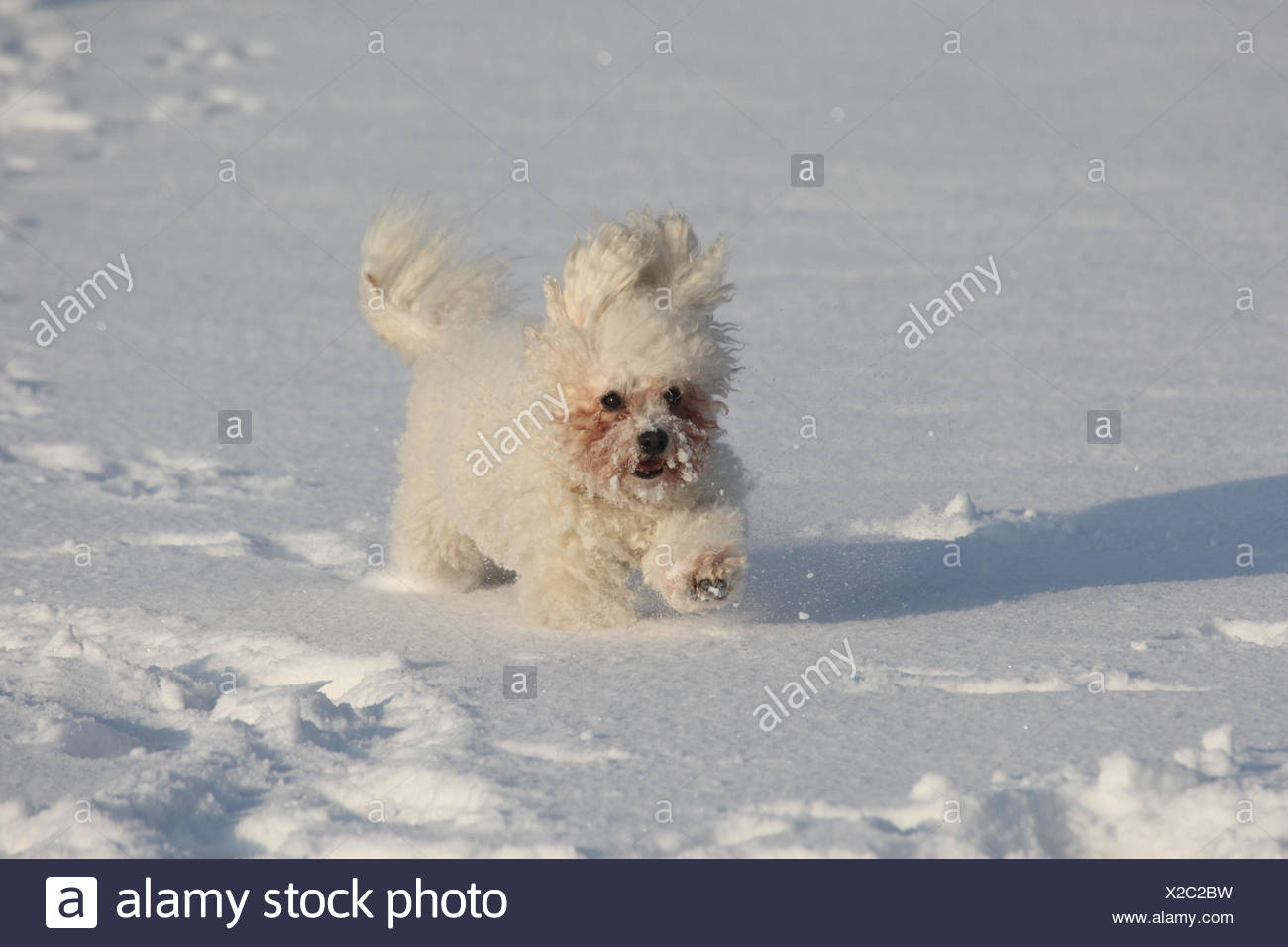 Bichon Frise High Resolution Stock Photography and Images - Alamy