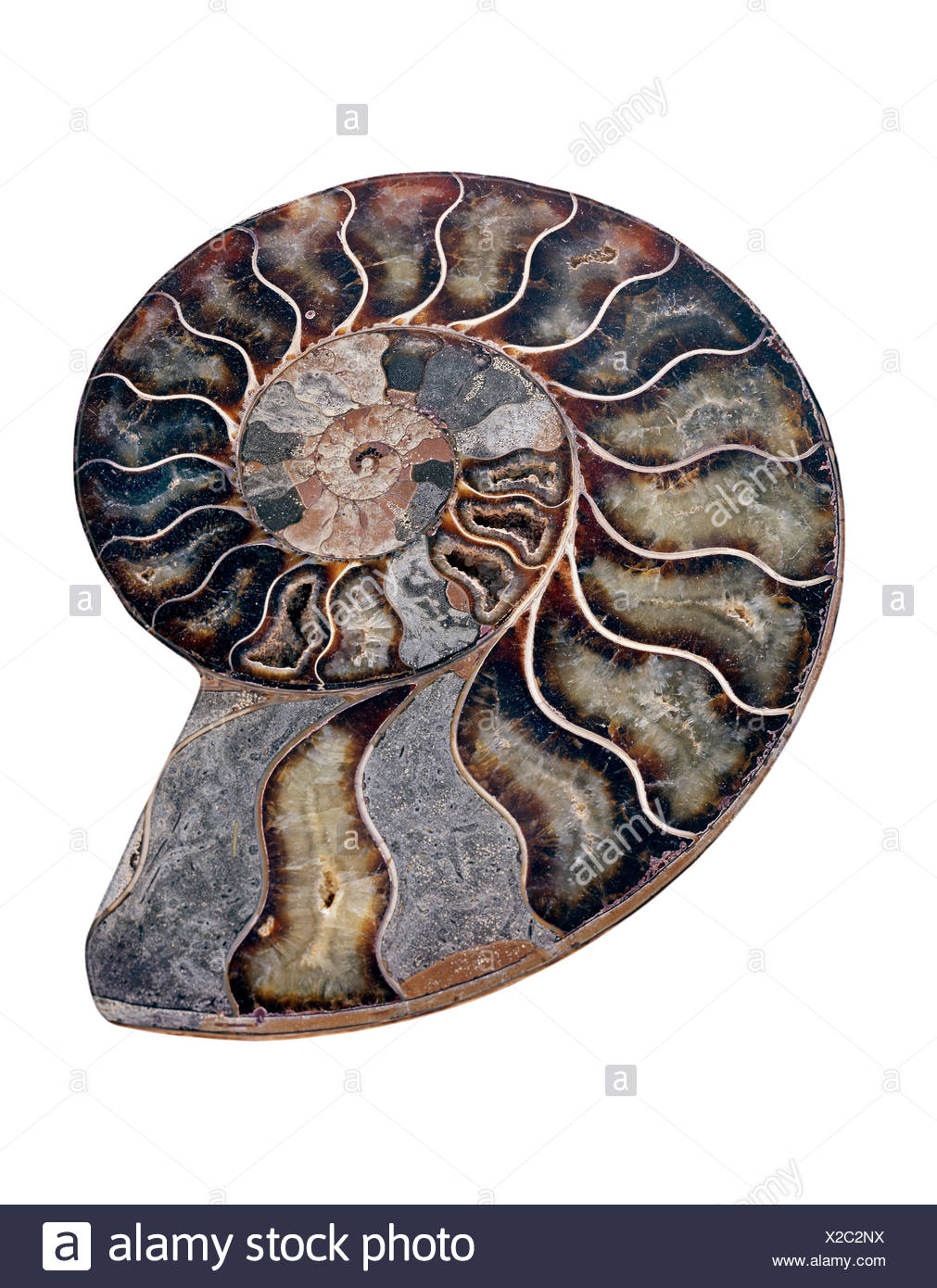 Sectioned Ammonites High Resolution Stock Photography and Images - Alamy