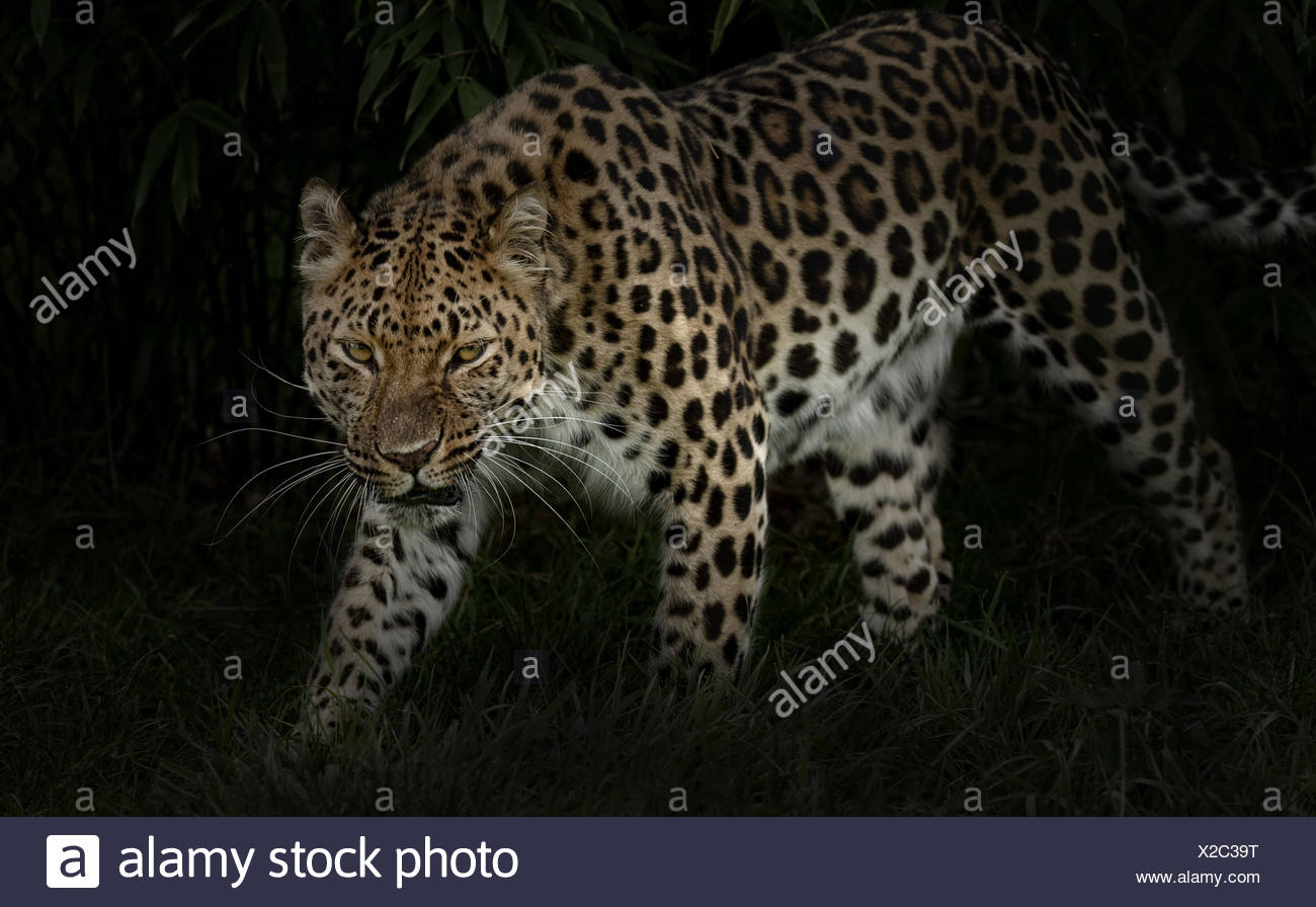 Amur Leopard Teeth High Resolution Stock Photography and Images - Alamy