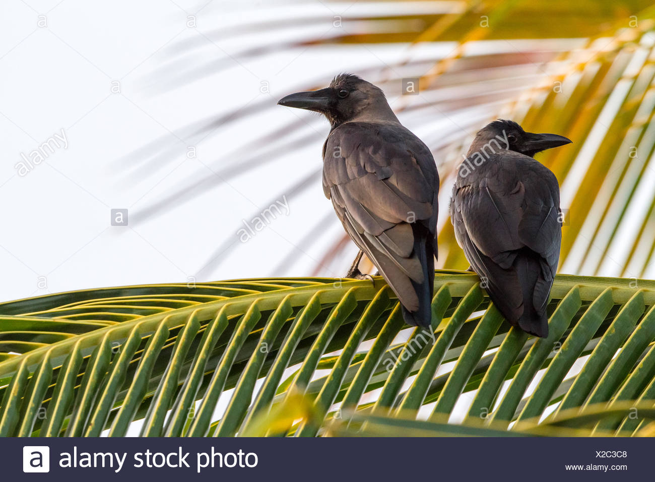 Ceylon Colombo Crow High Resolution Stock Photography and Images - Alamy