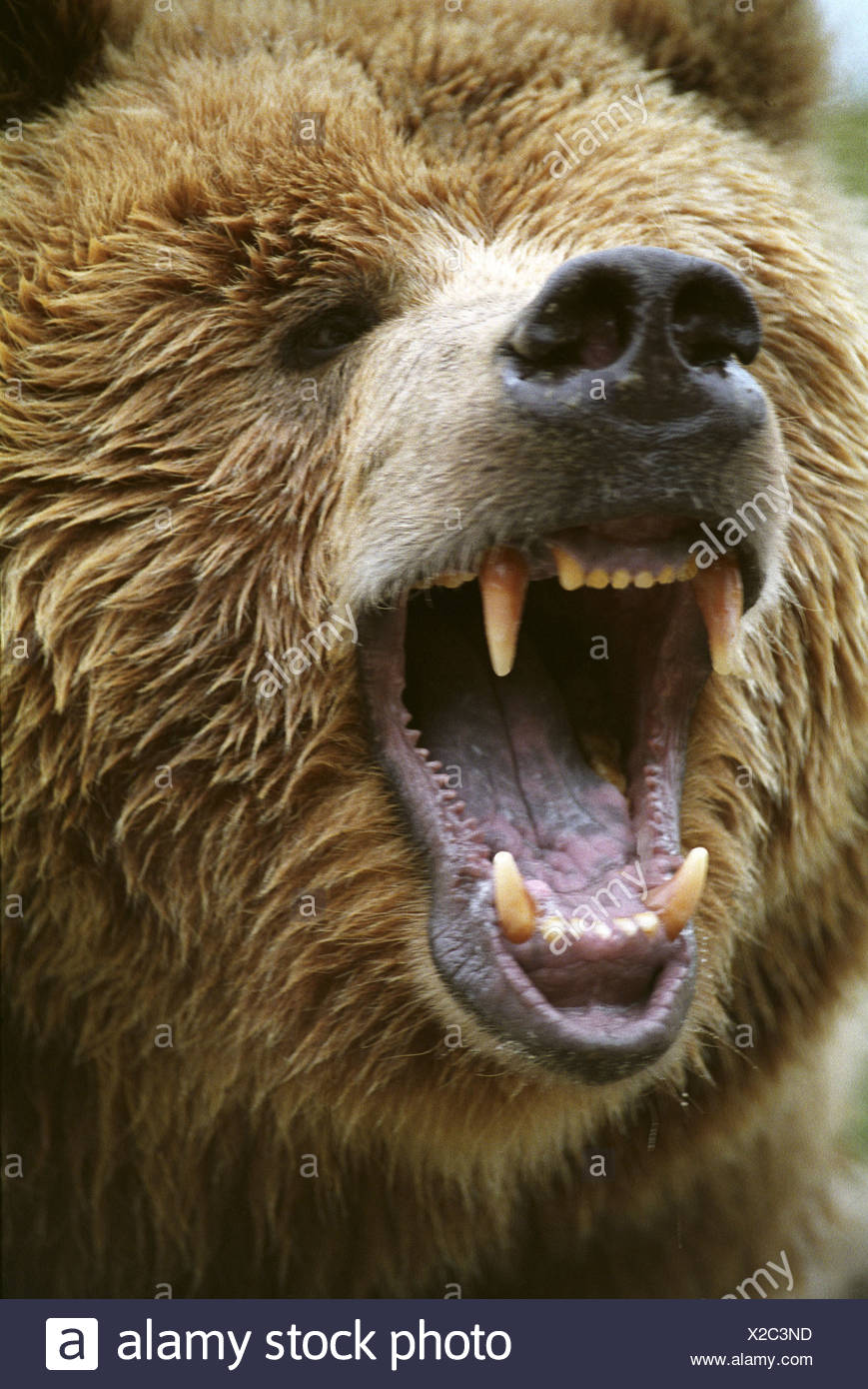 Bear Roaring High Resolution Stock Photography and Images - Alamy