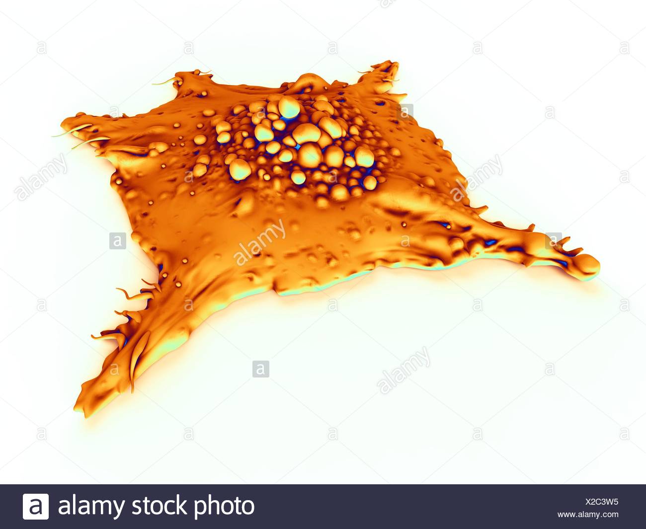 T Cell Cancer Cell High Resolution Stock Photography and Images - Alamy