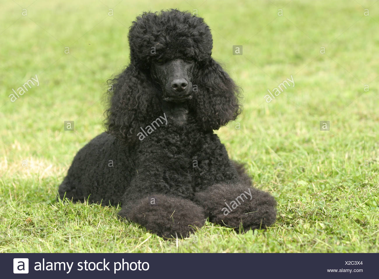 Konigspudel High Resolution Stock Photography and Images - Alamy