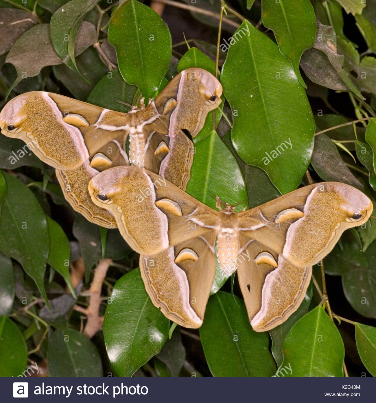 Samia Cynthia Stock Photos & Samia Cynthia Stock Images - Alamy