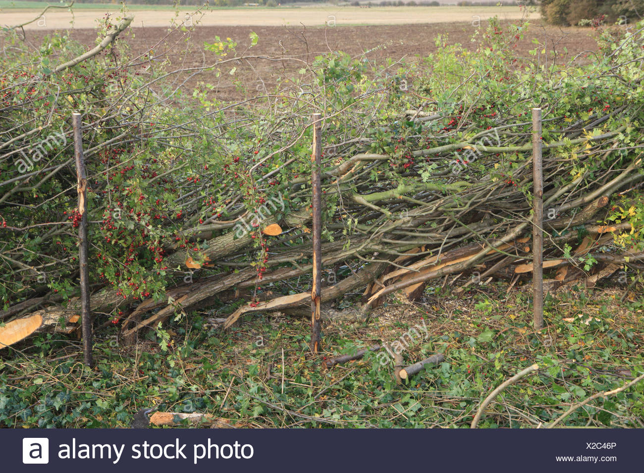 Layered Hedging High Resolution Stock Photography and Images - Alamy