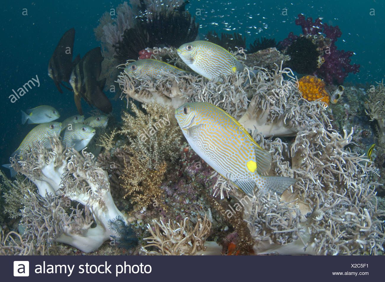 Gold Coral High Resolution Stock Photography and Images - Alamy