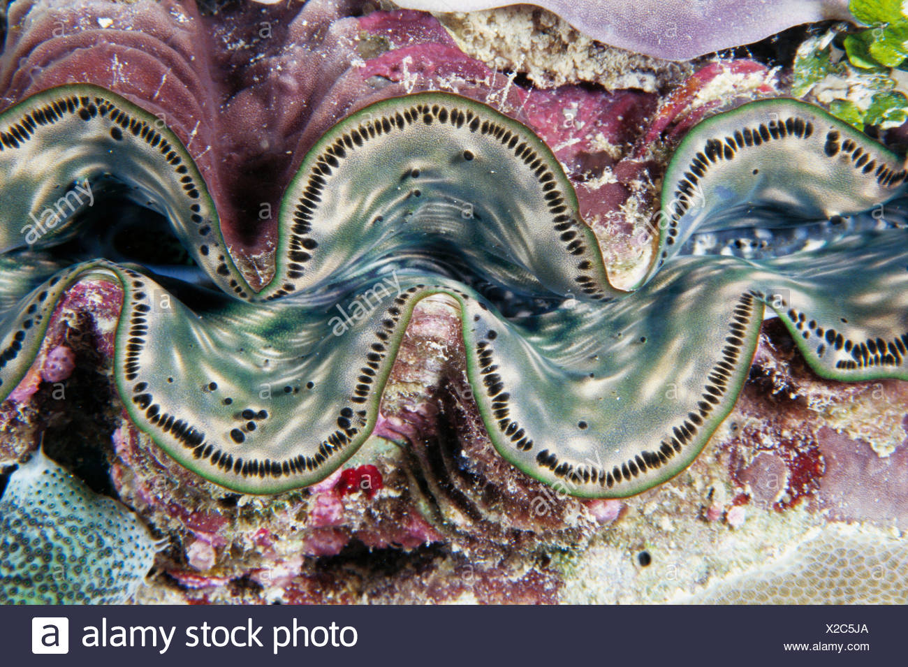 Giant Clam Tridacna Gigas Mantle High Resolution Stock Photography and ...