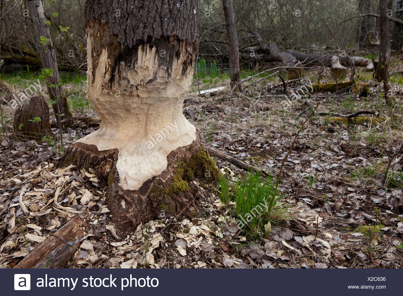 Beaver Chewed The Tree High Resolution Stock Photography and Images - Alamy