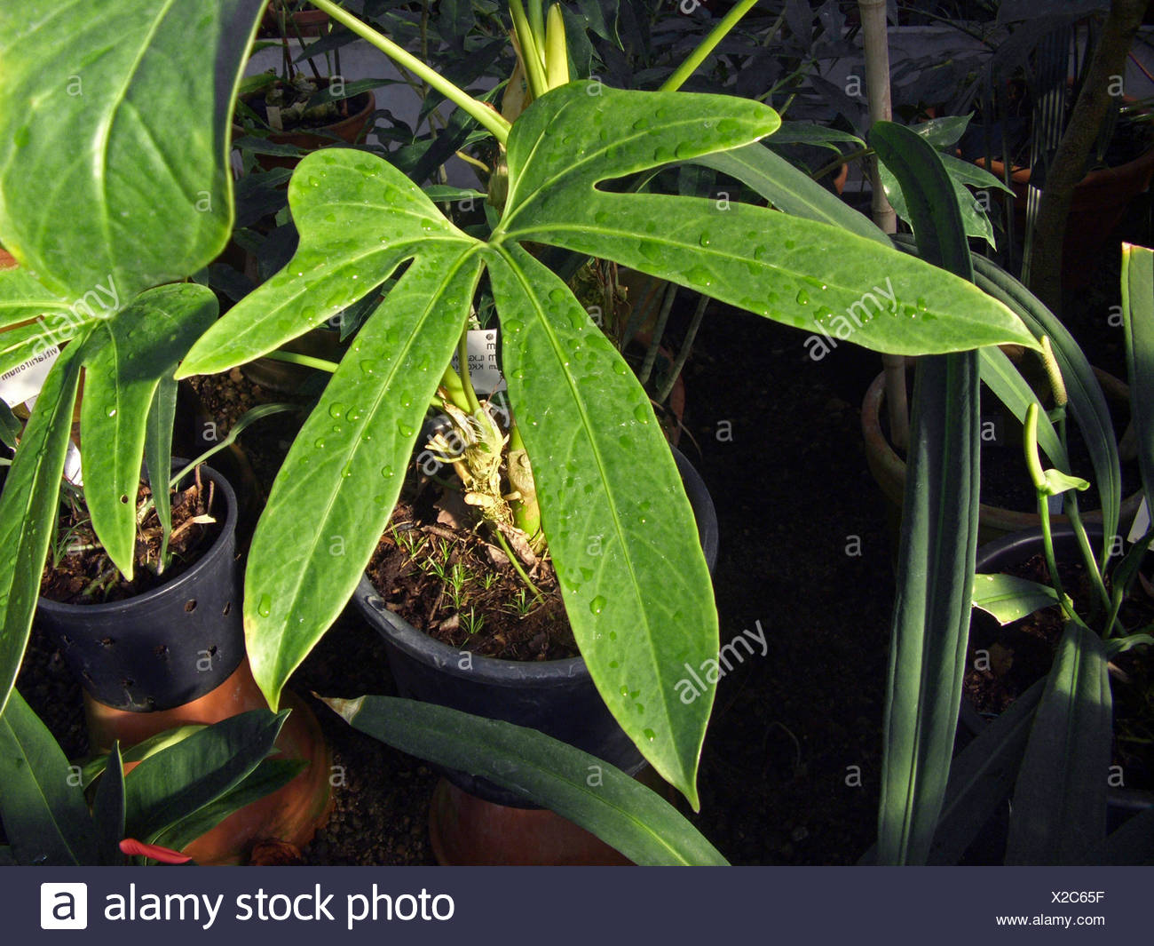 Anthurium Leaf Plant Green Stock Photos & Anthurium Leaf Plant Green ...