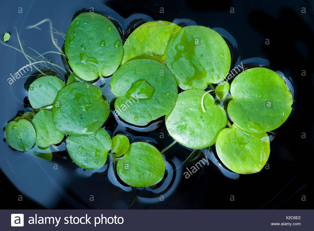Amazon Plants High Resolution Stock Photography and Images - Alamy