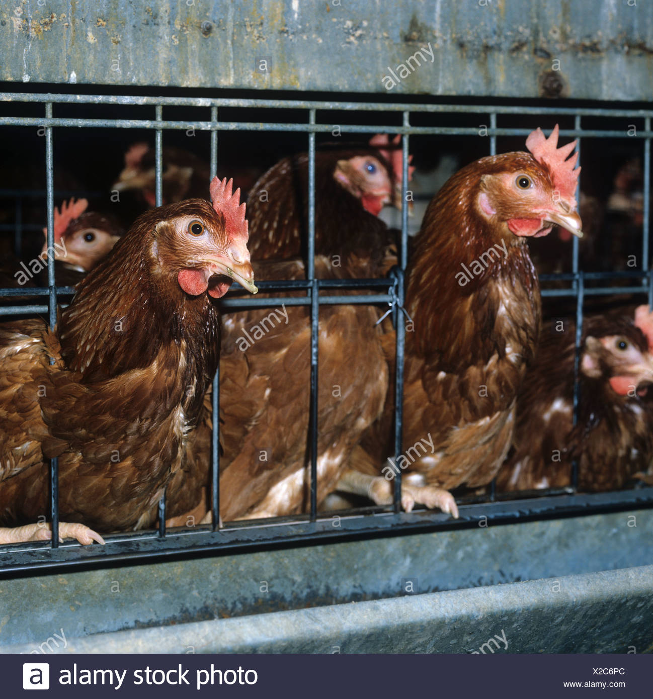 Isa Brown Chicken Stock Photos & Isa Brown Chicken Stock Images - Alamy