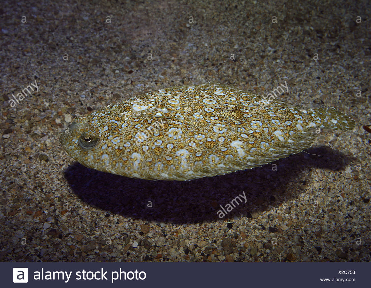 Rhombus Stock Photos & Rhombus Stock Images - Alamy