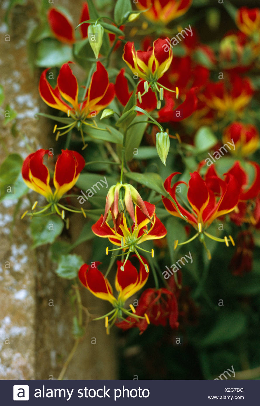 Rothschildiana Stock Photos & Rothschildiana Stock Images - Alamy