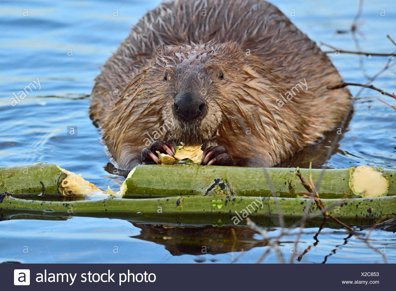 Beaver Face Stock Photos & Beaver Face Stock Images - Alamy