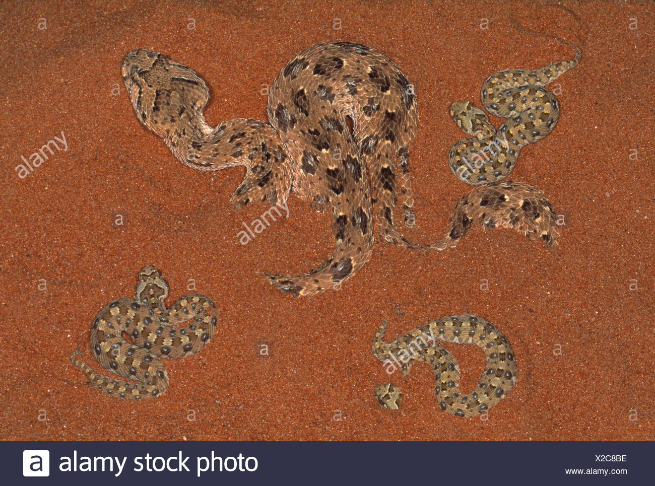 Southern Vipers High Resolution Stock Photography and Images - Alamy