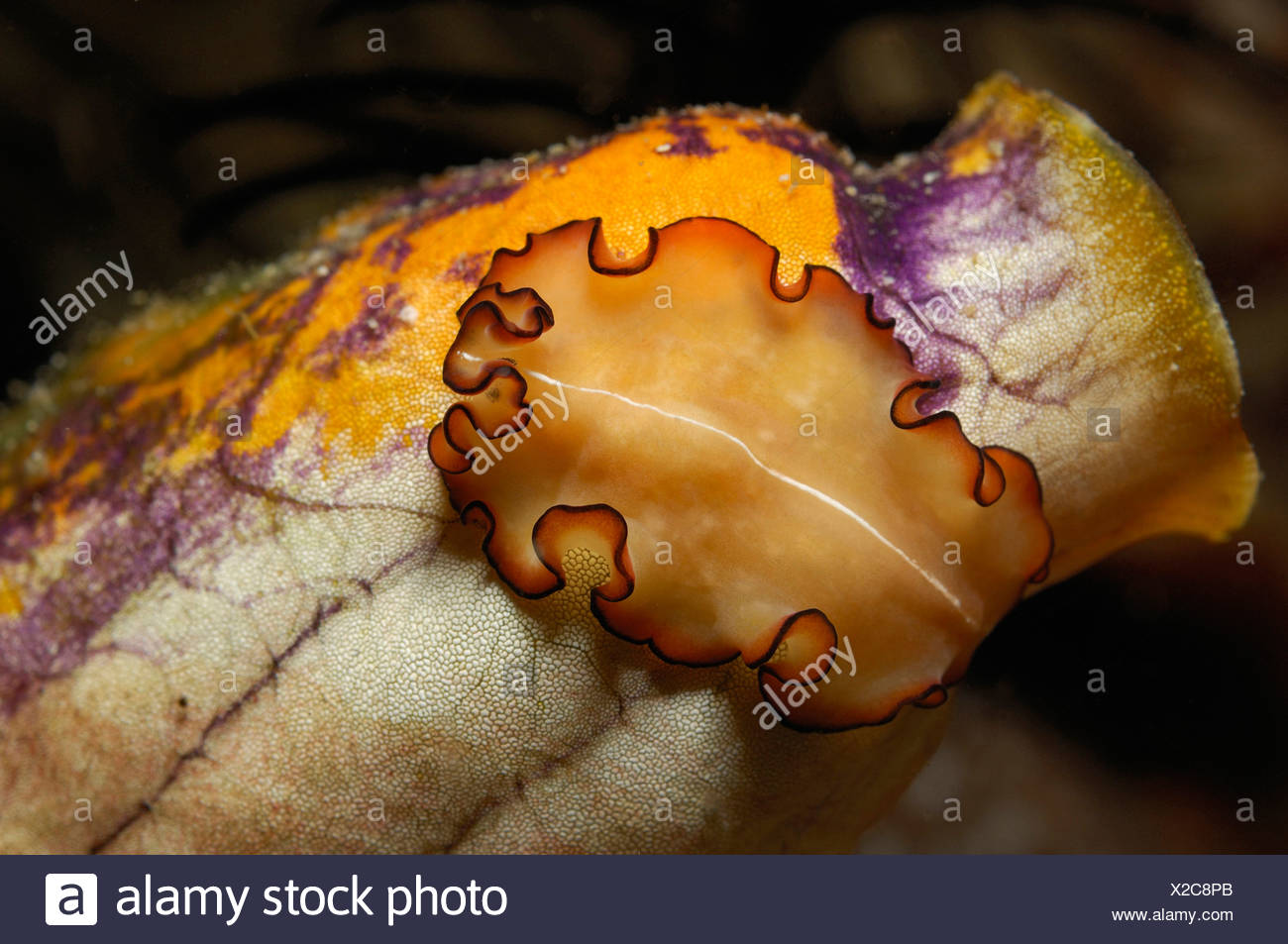 Platyzoa Stock Photos & Platyzoa Stock Images - Alamy