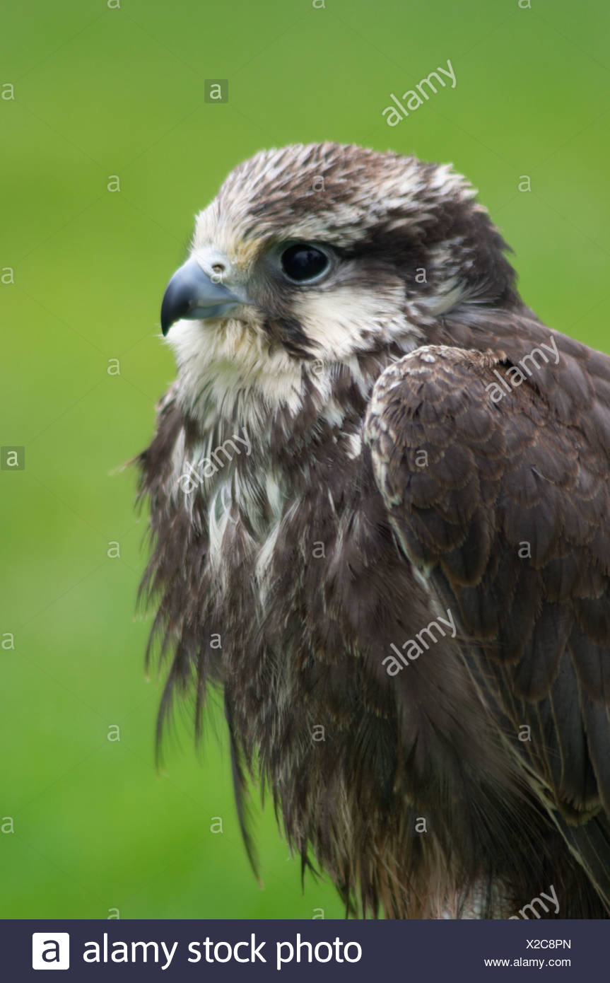 Lugger Falcon High Resolution Stock Photography and Images - Alamy