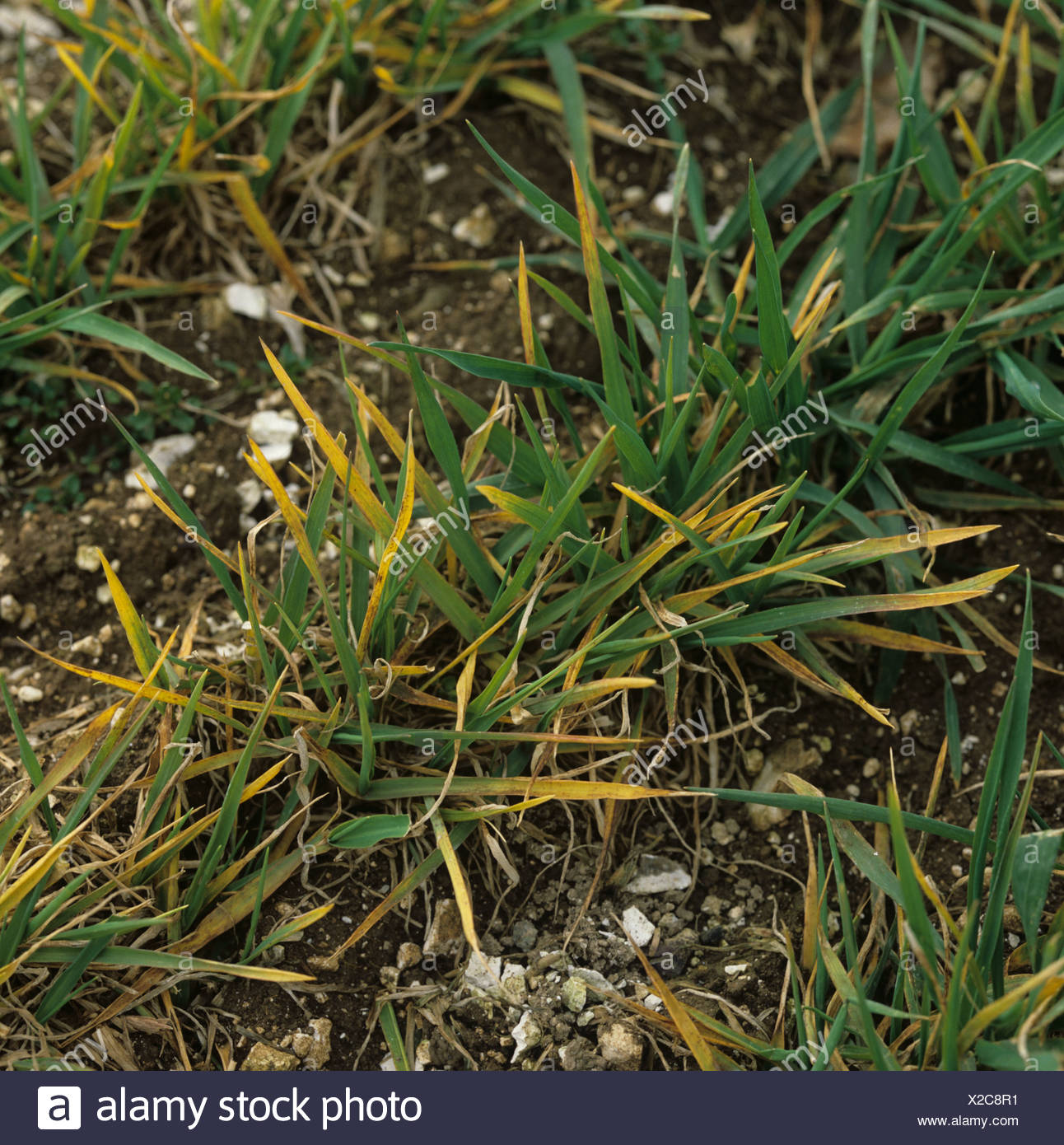 Bydv Barley Yellow Dwarf Virus High Resolution Stock Photography and ...