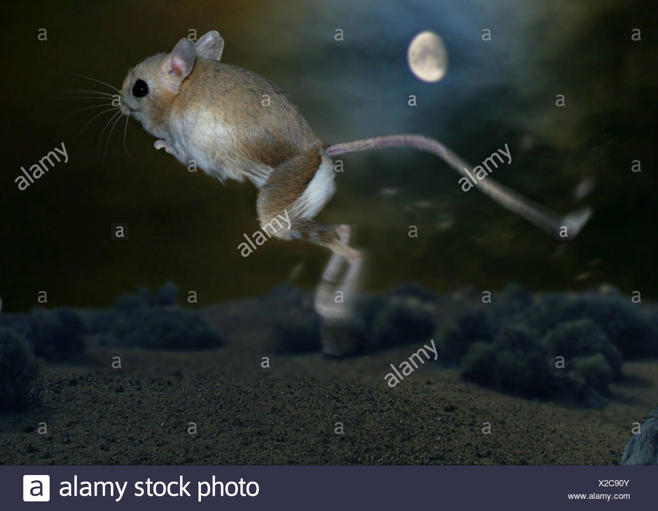 Desert Jerboa Stock Photos & Desert Jerboa Stock Images - Alamy