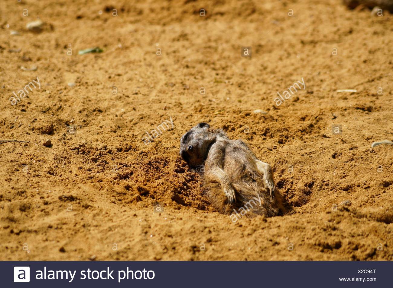 Dead Animal Stock Photos & Dead Animal Stock Images - Alamy