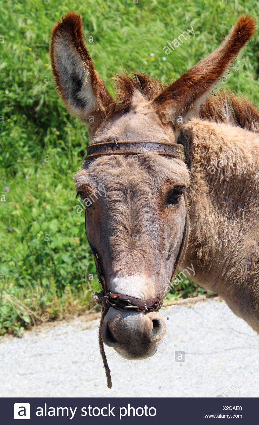 Maulesel High Resolution Stock Photography and Images - Alamy