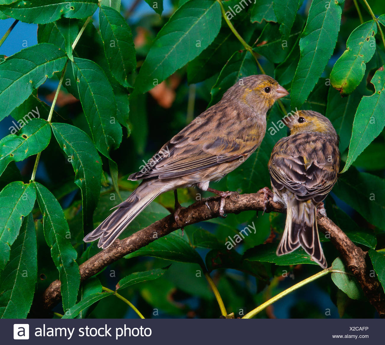 Bird Canaries Pair High Resolution Stock Photography and Images - Alamy