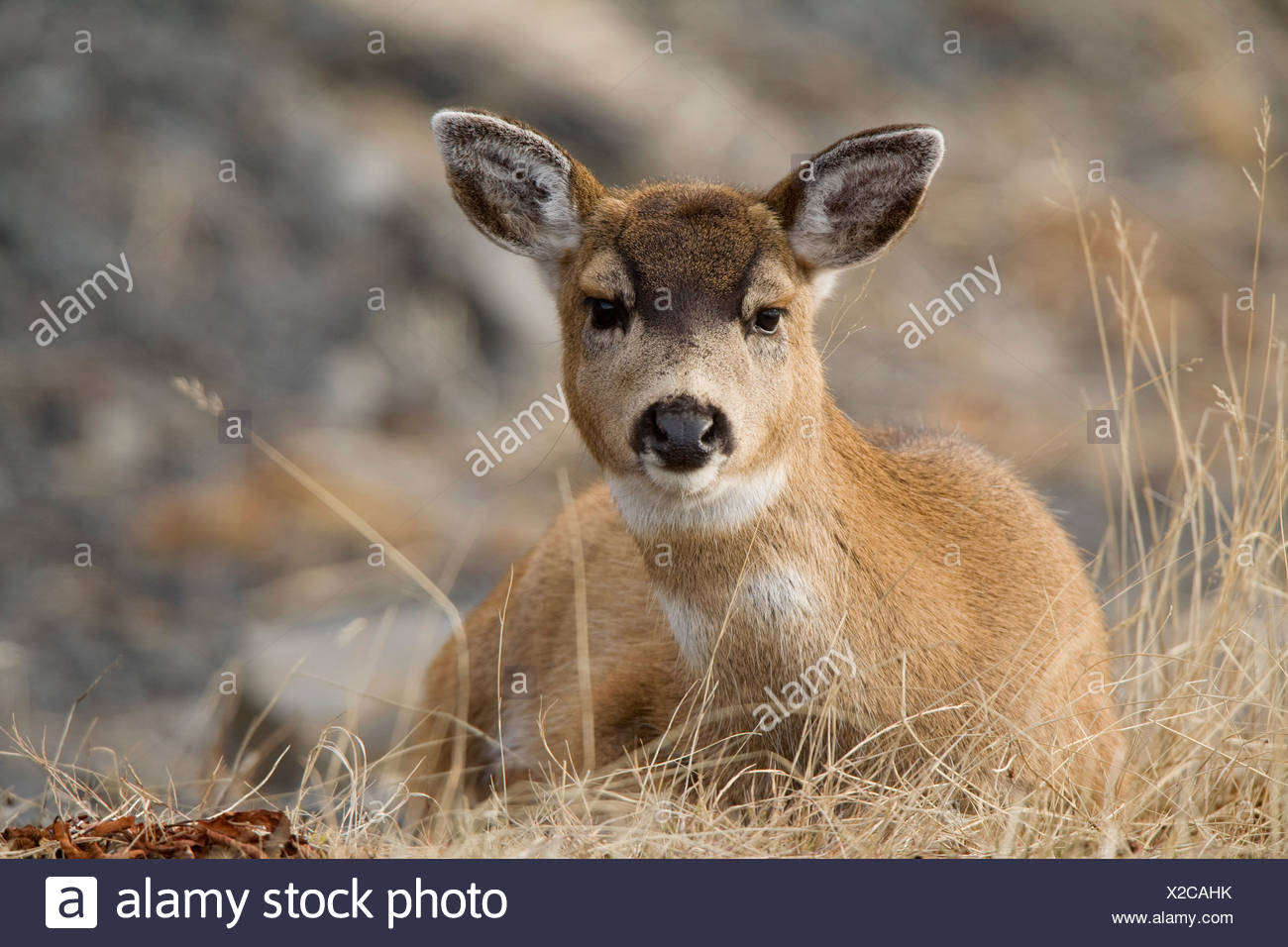 Deer Laying Down High Resolution Stock Photography and Images - Alamy