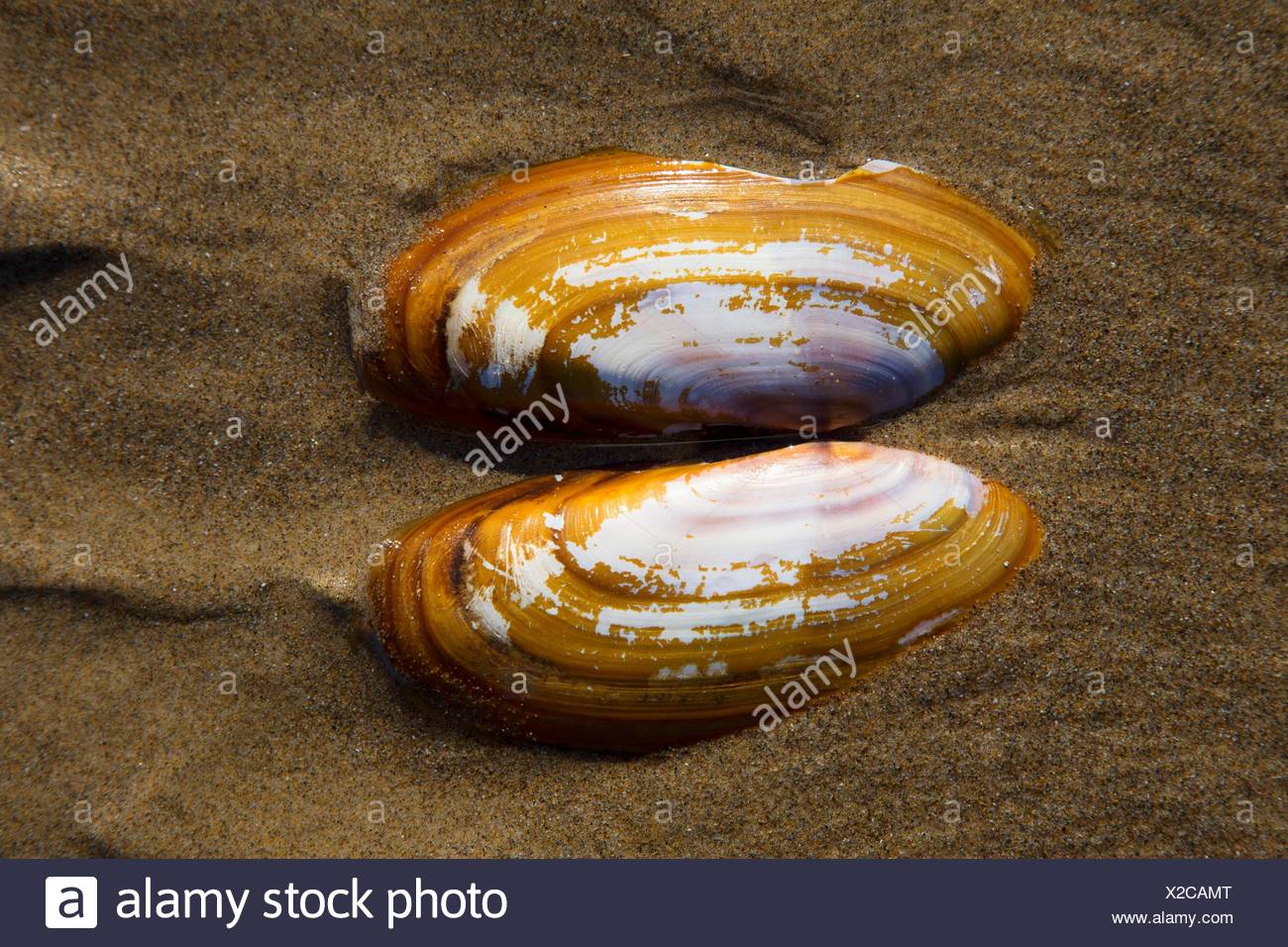 Razor Clam High Resolution Stock Photography and Images - Alamy