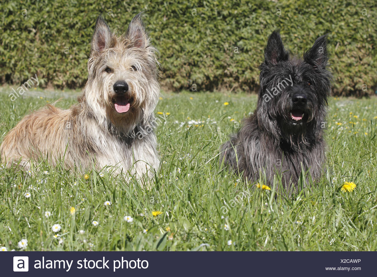 Picards High Resolution Stock Photography and Images - Alamy