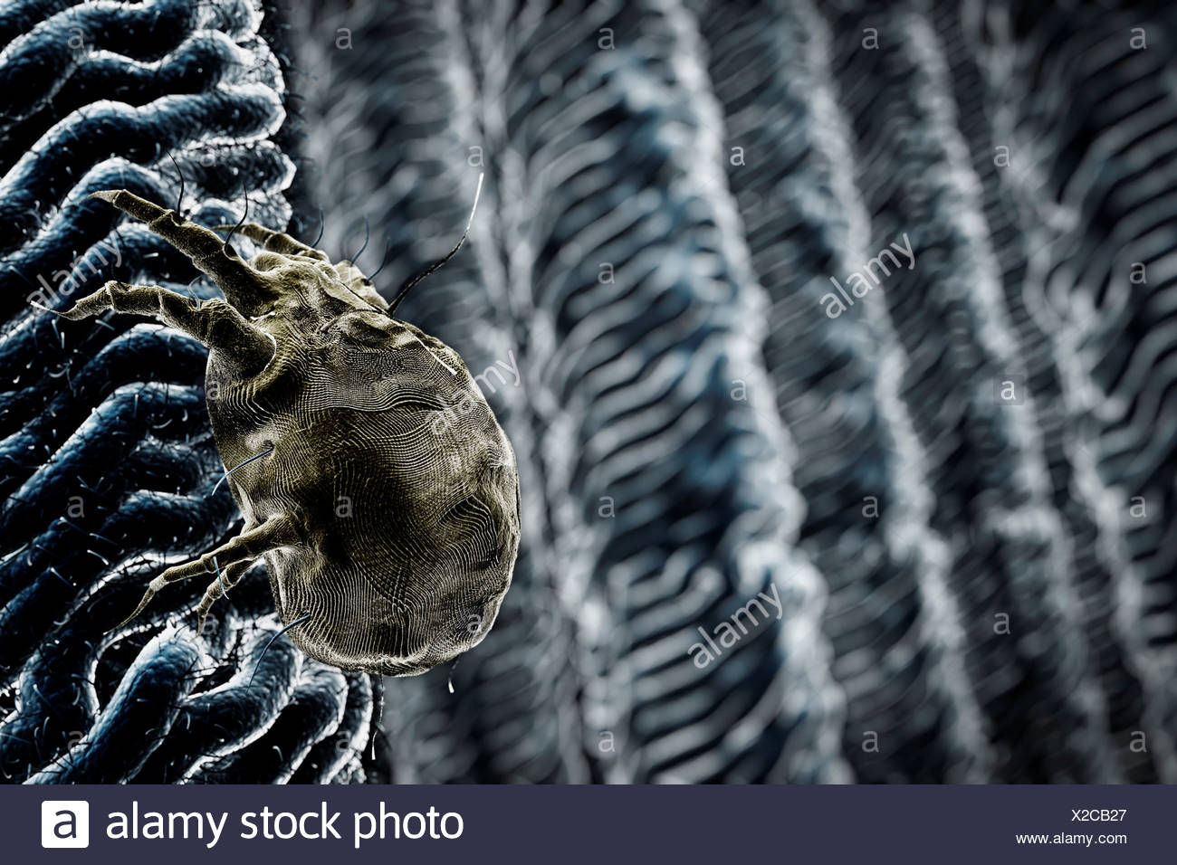 Dermatophagoides Pteronyssinus High Resolution Stock Photography and ...