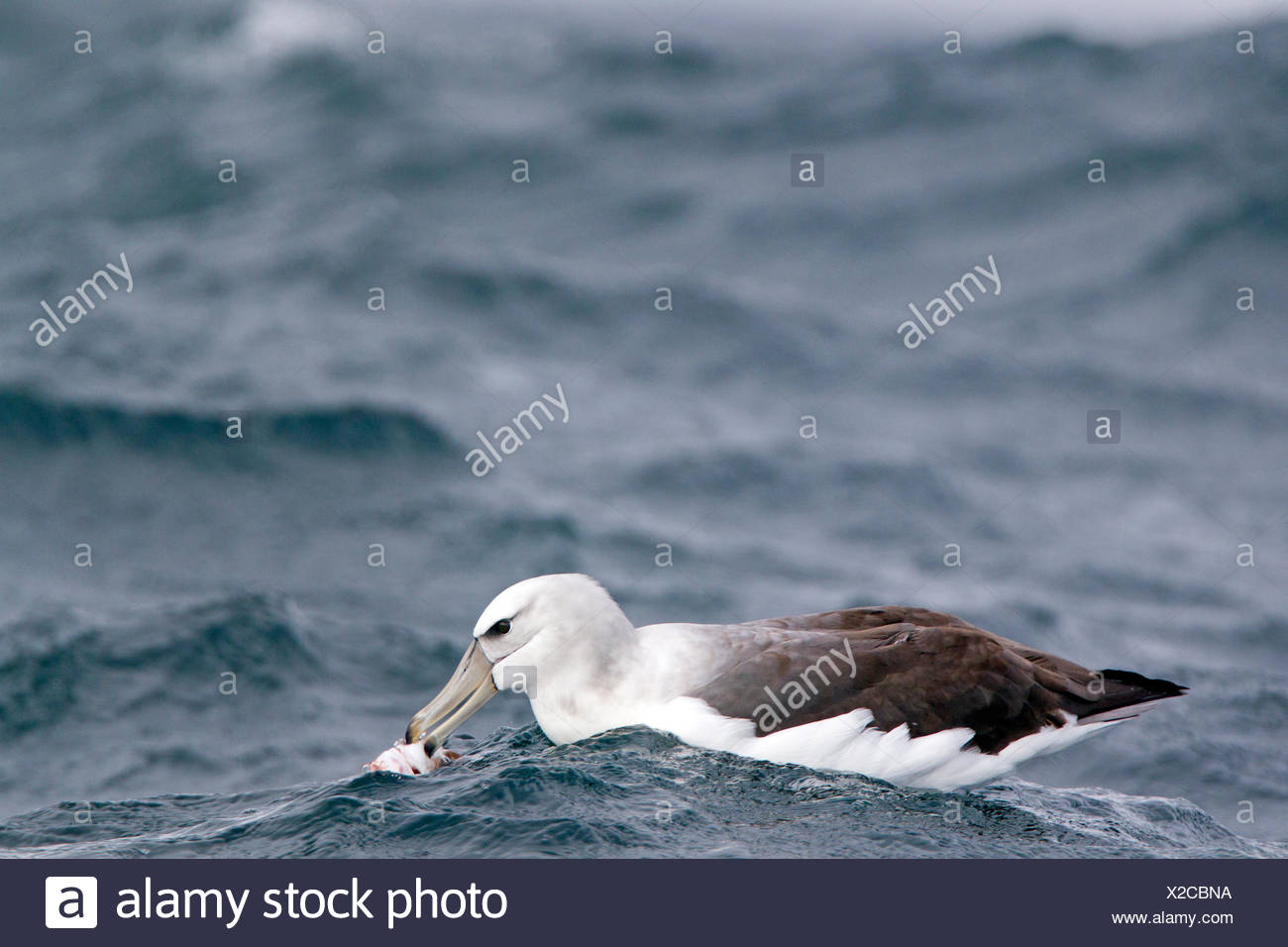 Shy Albatross High Resolution Stock Photography and Images - Alamy