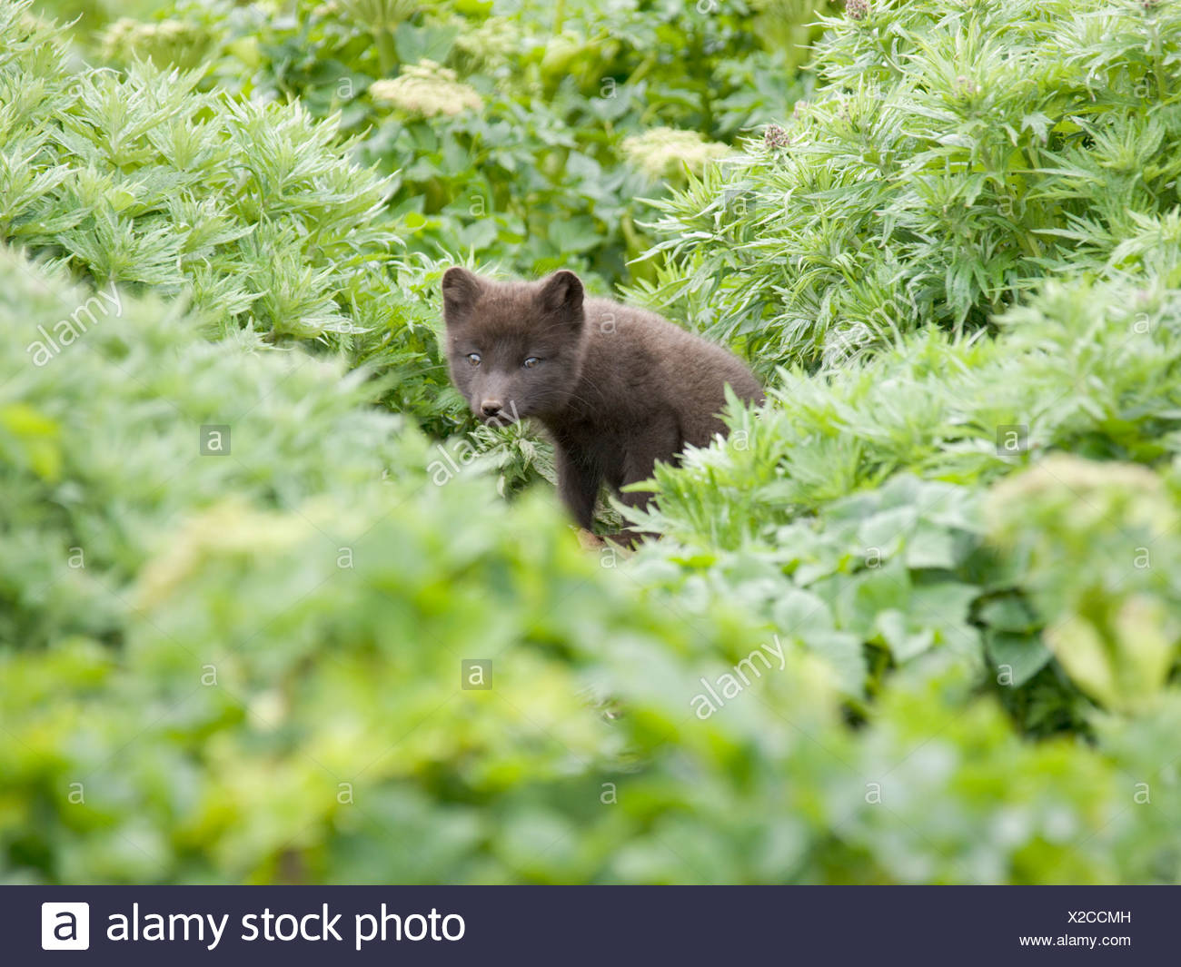 Arctic Fox Den High Resolution Stock Photography and Images - Alamy
