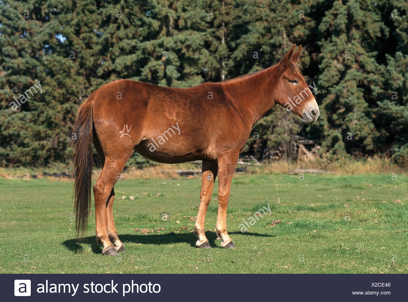 Hinny High Resolution Stock Photography and Images - Alamy