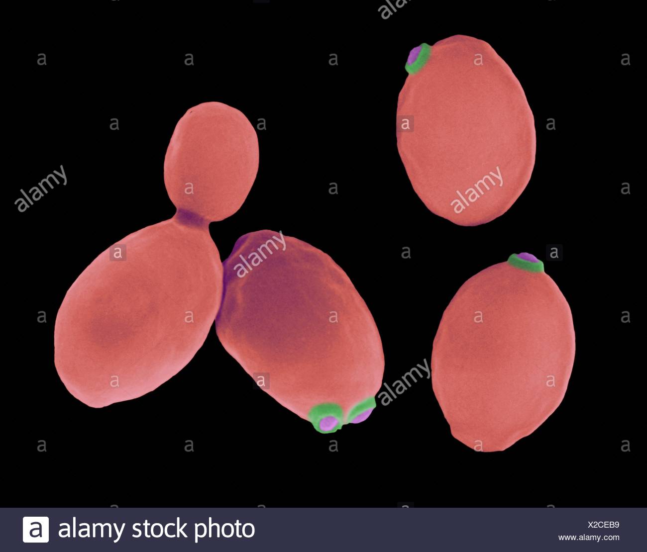 Yeast Micrograph High Resolution Stock Photography and Images - Alamy