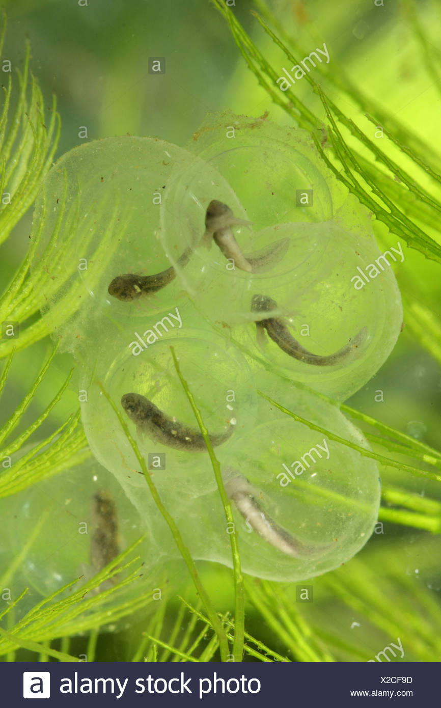 Axolotl High Resolution Stock Photography and Images - Alamy