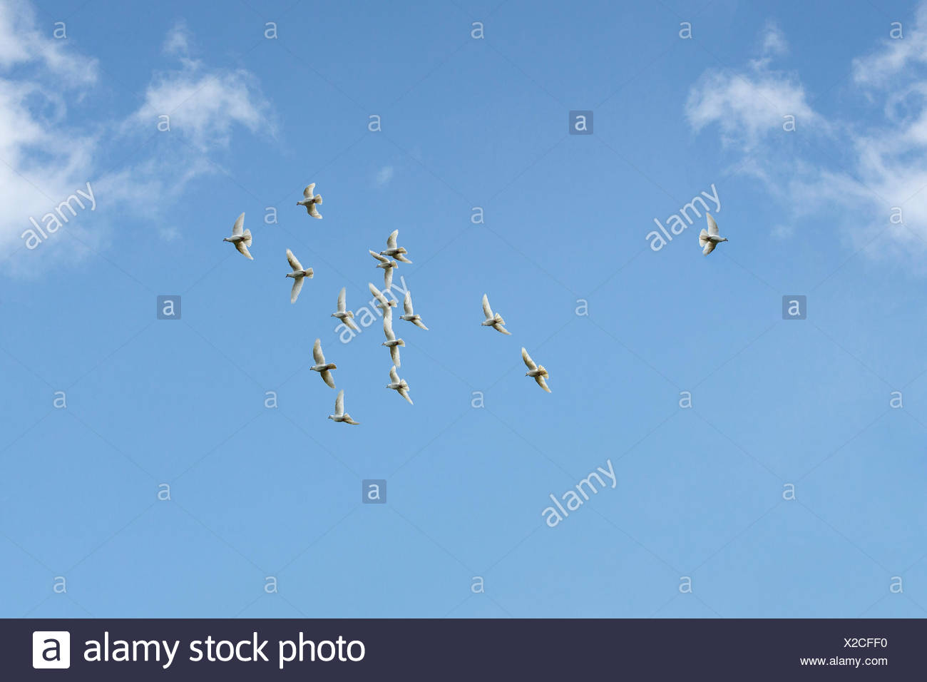 White Doves Flying High Resolution Stock Photography and Images - Alamy