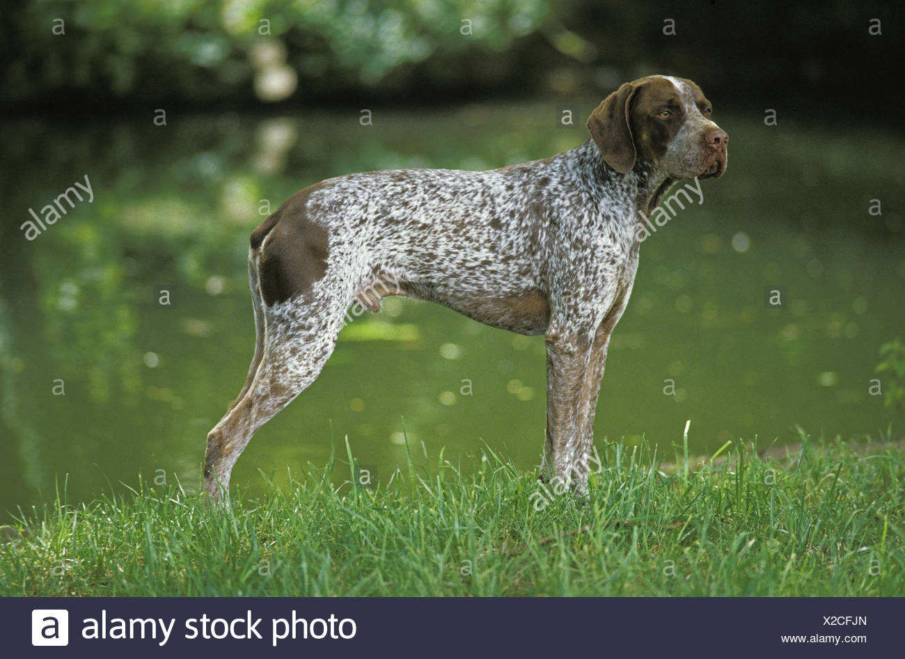 Braque Francais High Resolution Stock Photography and Images - Alamy