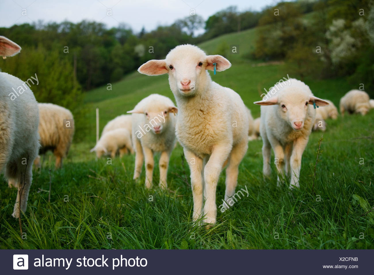 Lamb In Field High Resolution Stock Photography and Images - Alamy
