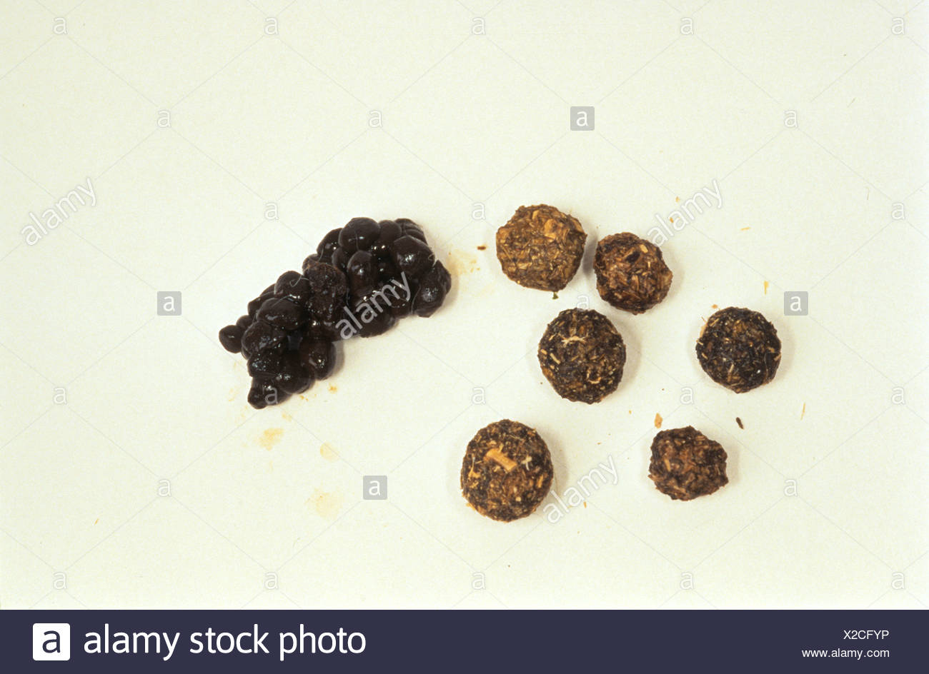 Rabbit Droppings High Resolution Stock Photography and Images - Alamy