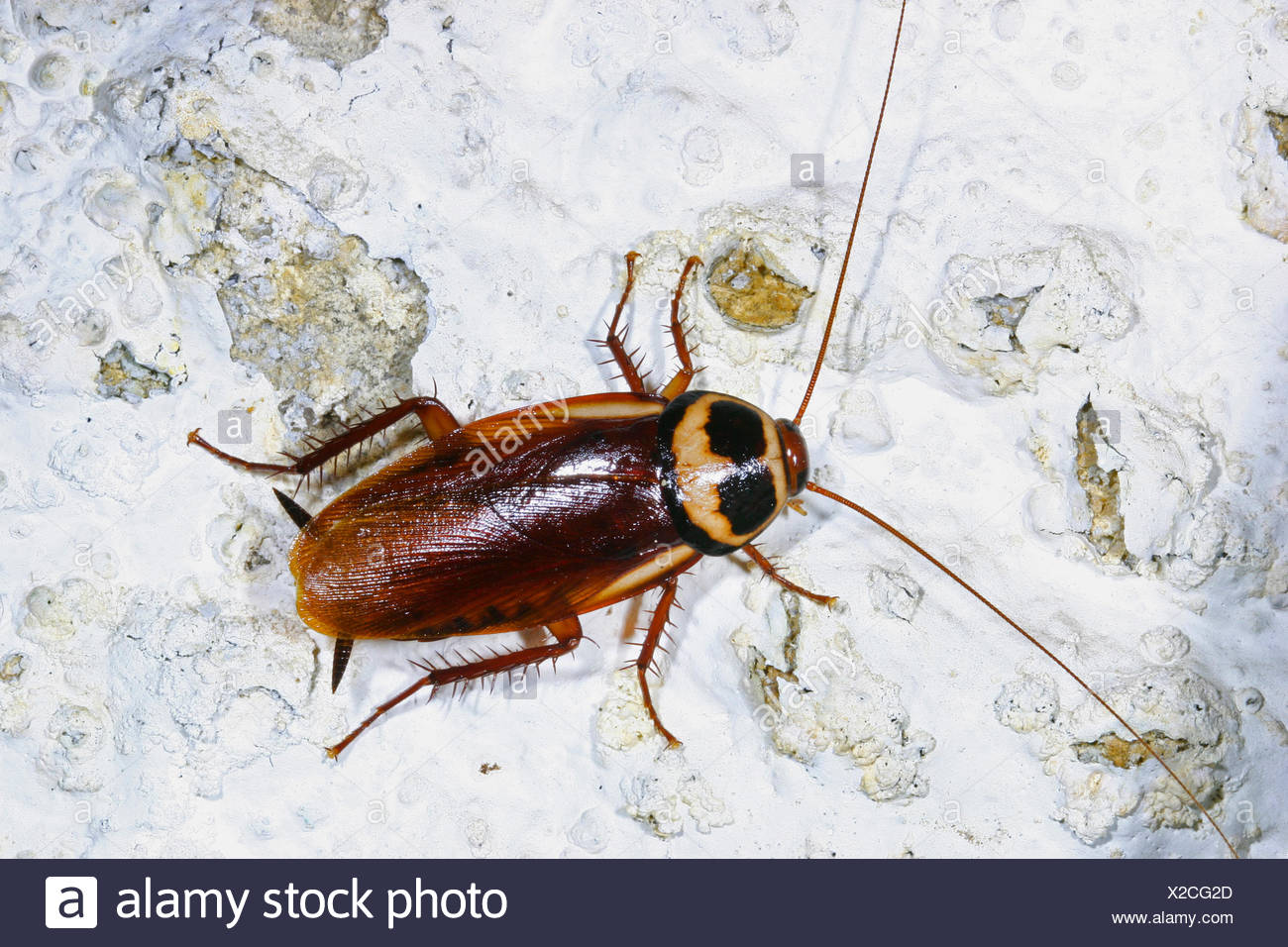 European Cockroach Stock Photos & European Cockroach Stock Images - Alamy