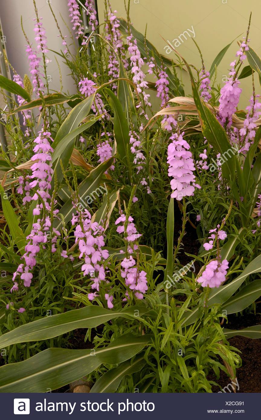 Striga Stock Photos & Striga Stock Images - Alamy